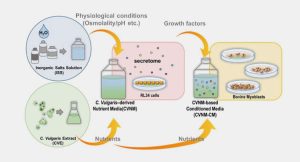 Dmem Cell Culture Medium: The Complete FAQ Guide In 2025 – AIPAK ENGINEERING
