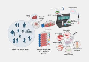 Dmem Cell Culture Medium: The Complete FAQ Guide In 2025 – AIPAK ...